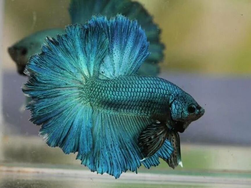 Петушки и курочки Супер дельта