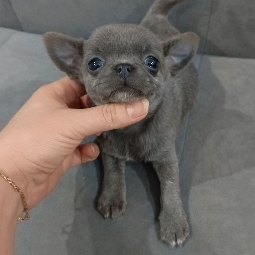 Чихуахуа крохи