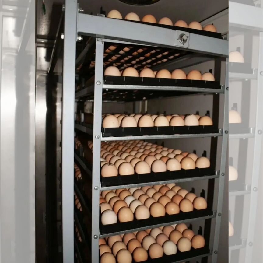 Инкубационное яйцо бройлера кобб/росс