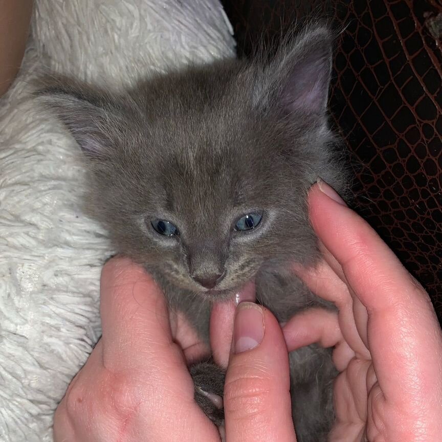 Котёнок в добрые руки