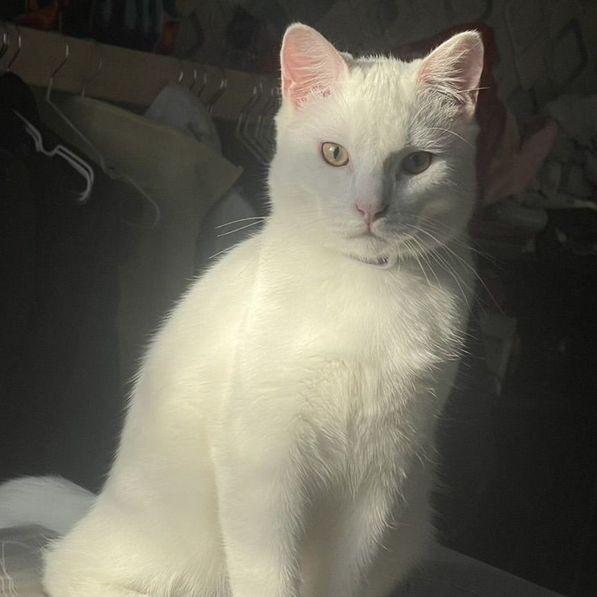 Взрослый кот в добрые руки