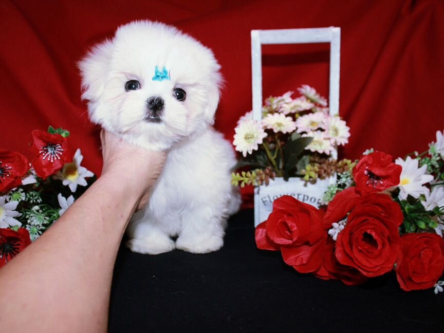 Мини пупсик мальчик мальтезе 2,5 мес