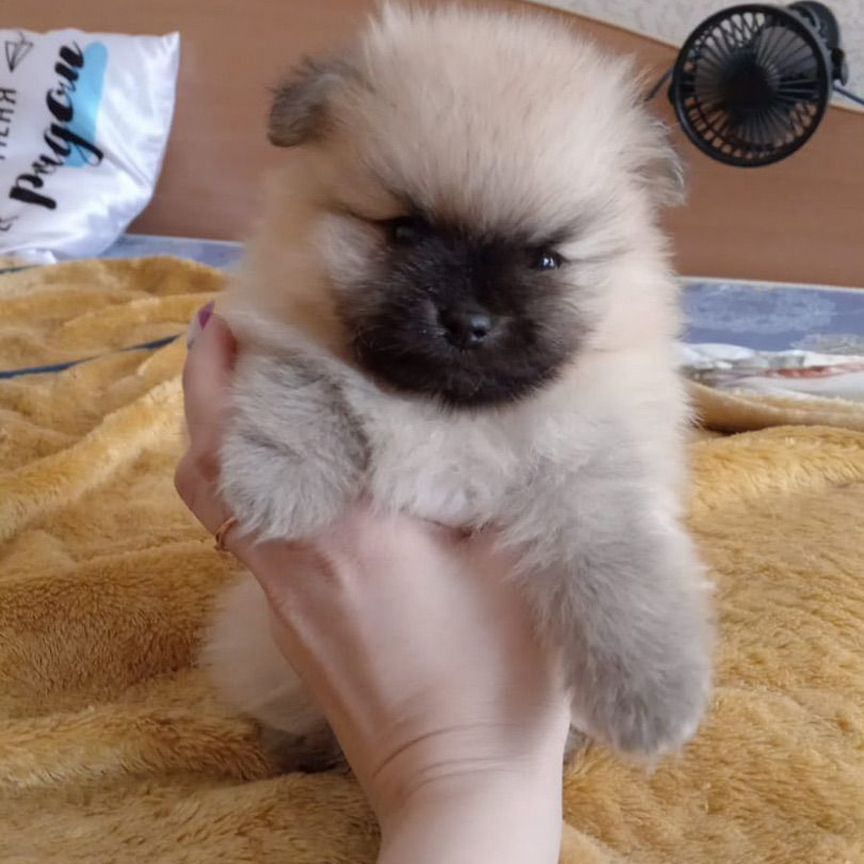 Шпиц померанский