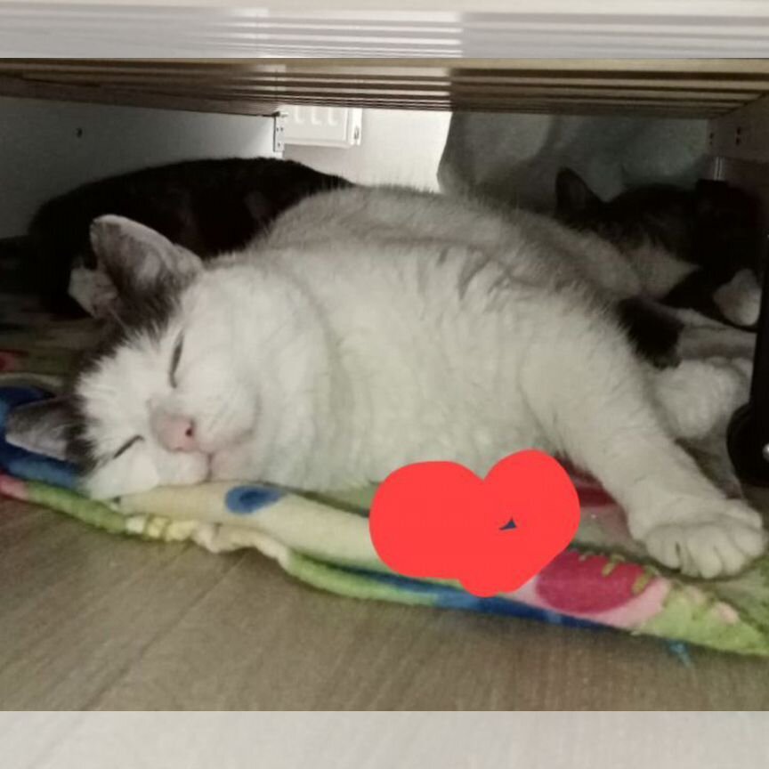 Взрослая, кошка в добрые руки