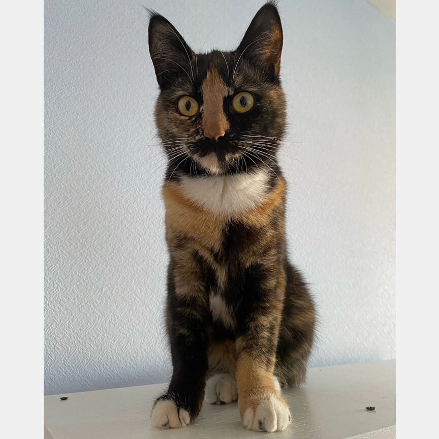 Кошечка Фасолька 1,5 годика