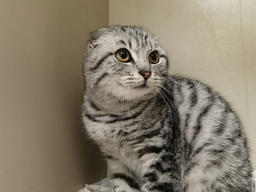 Вислоухий кот и кошка подкидыши