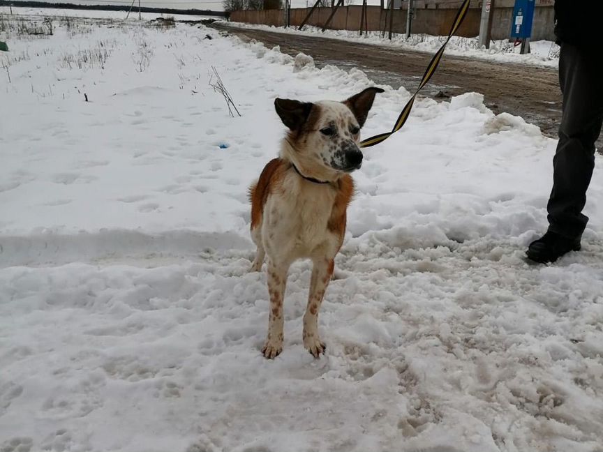 Собака в добрые руки