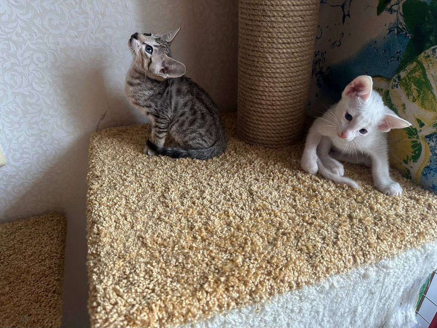 Ориентальные котята