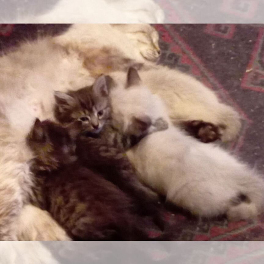 Отдам котят а добрые руки