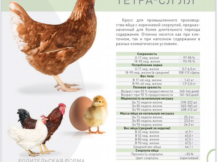 Цыплята 2 месячные