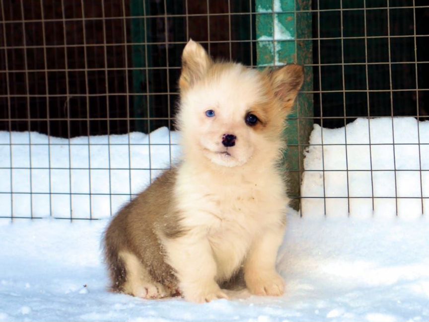 Голубоглазая девочка корги