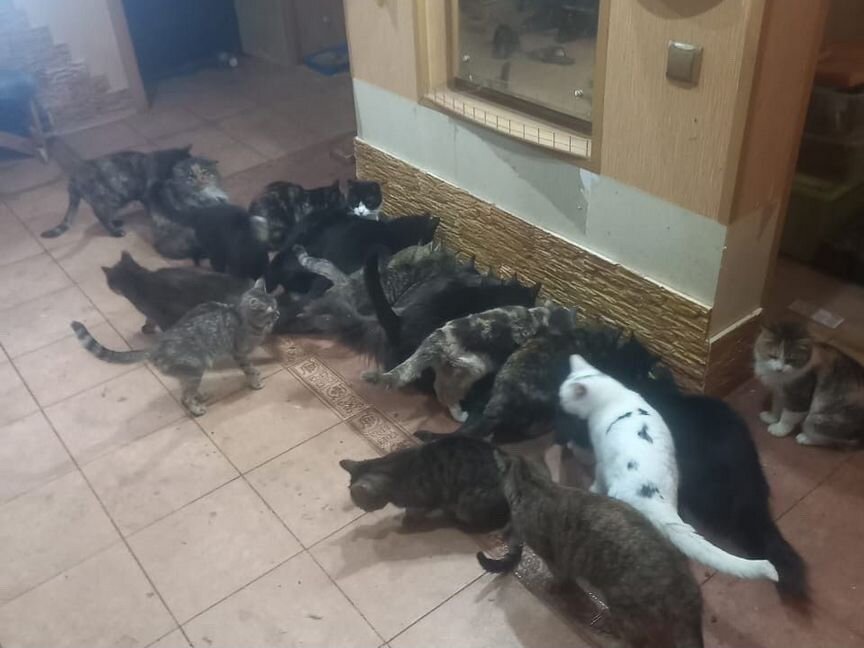 У 40 кошек умер хозяин