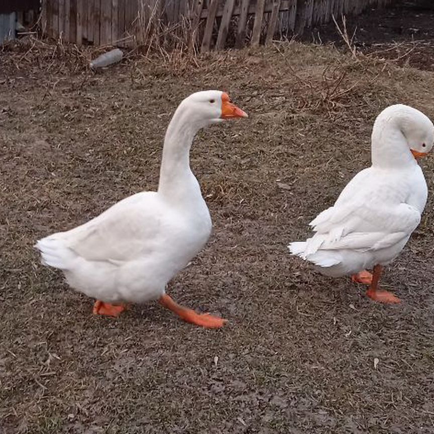 Гусь на обмен гусыню годовалый