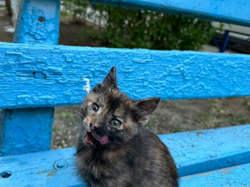 Котятки в добрые руки