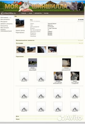 Шиншиллы