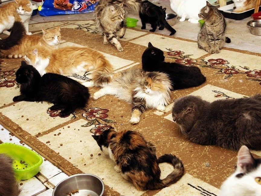 Корм для бездомных кошек, передержка