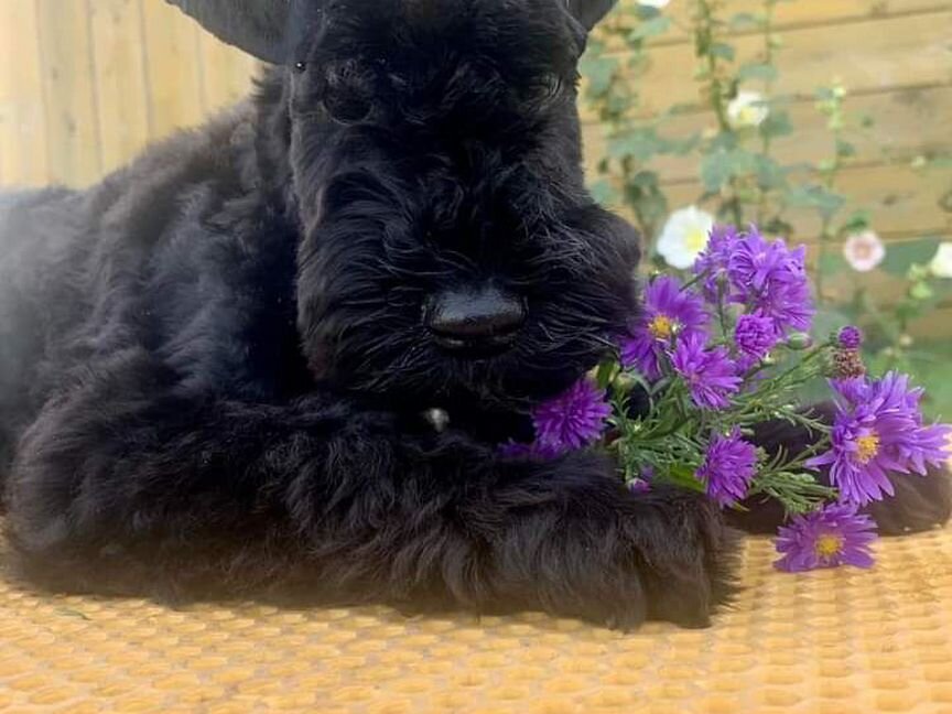 Щенок Керри Блю терьера