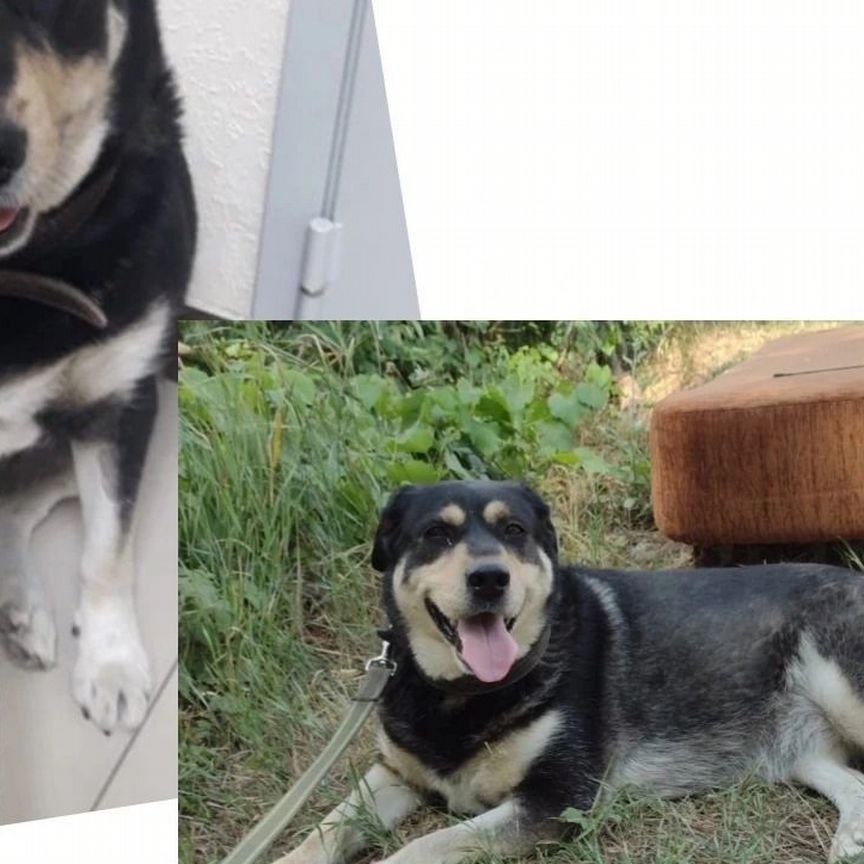 Джулия ищет дом