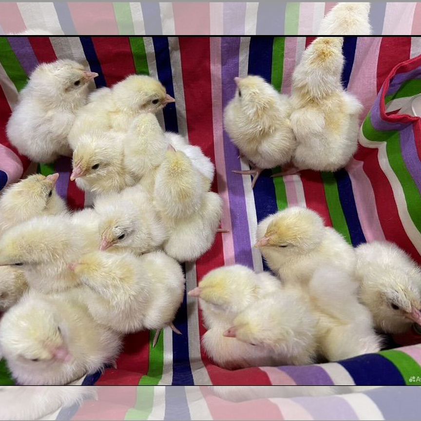 Цыплята мини- мясные белые