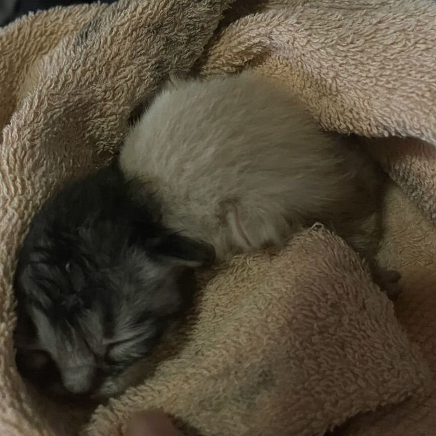 Котята в добрые руки