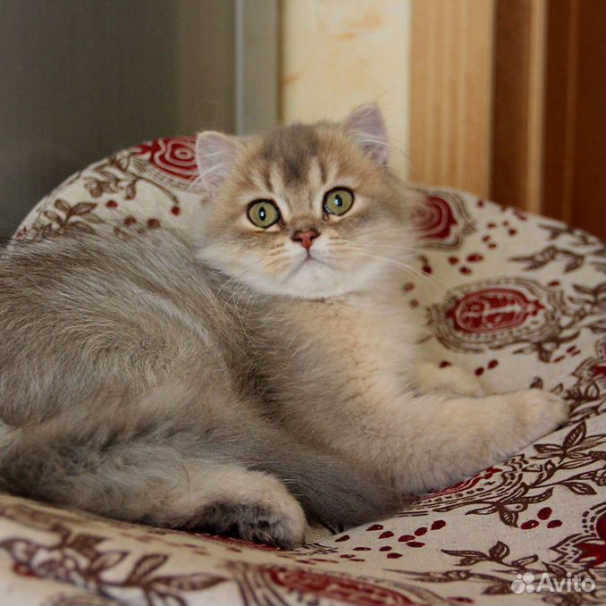 Мишка - голубой золотой котик