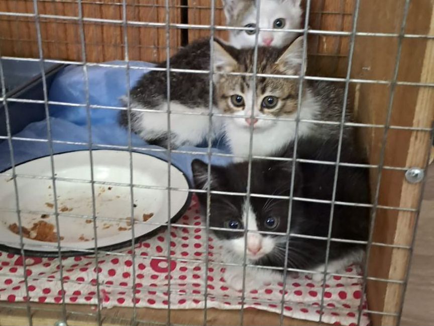 Котенок мальчик ищет дом