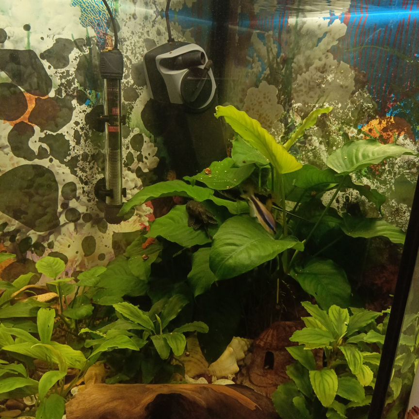 Аквариум, растения, рыбки