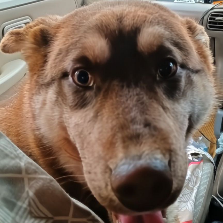 Сибирский хаски, взрослая собака