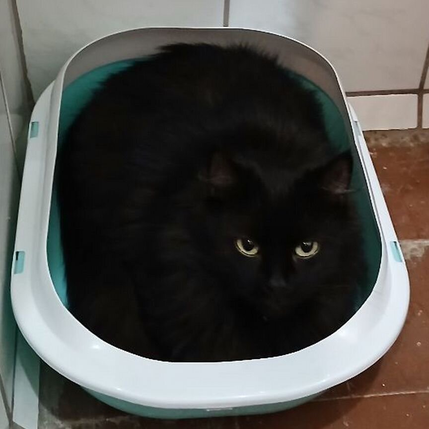 Отдам в добрые руки