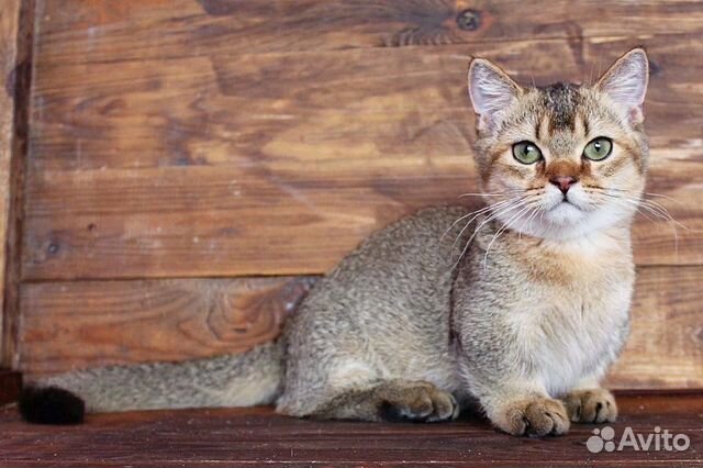 Мальчик на коротких лапках