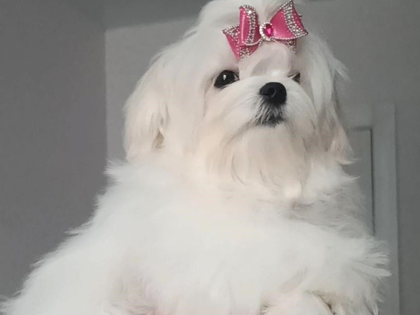 Красивая малышка мальтезе 4 мес