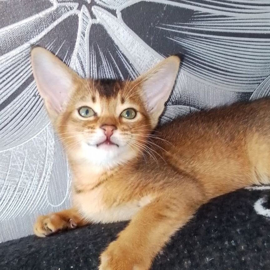 Абесинские котята