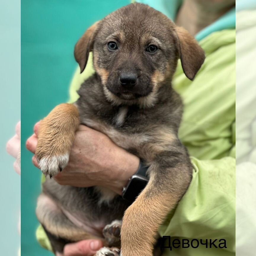 Щенок в добрые руки
