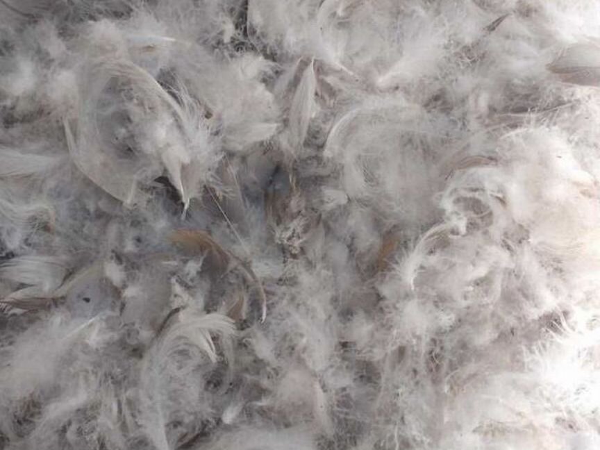 Пух перо гусиное