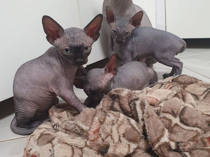 Канадский сфинкс