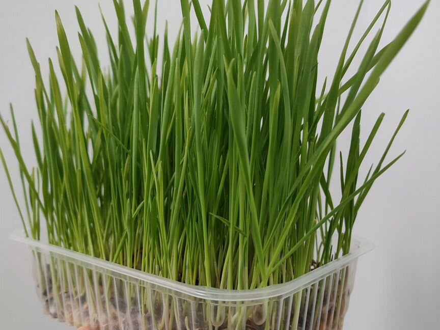 Травка корм для кошек