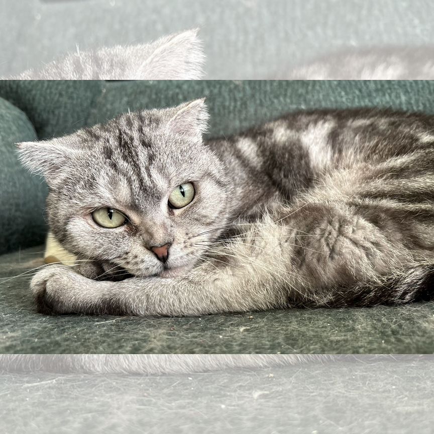 Кошка Боня