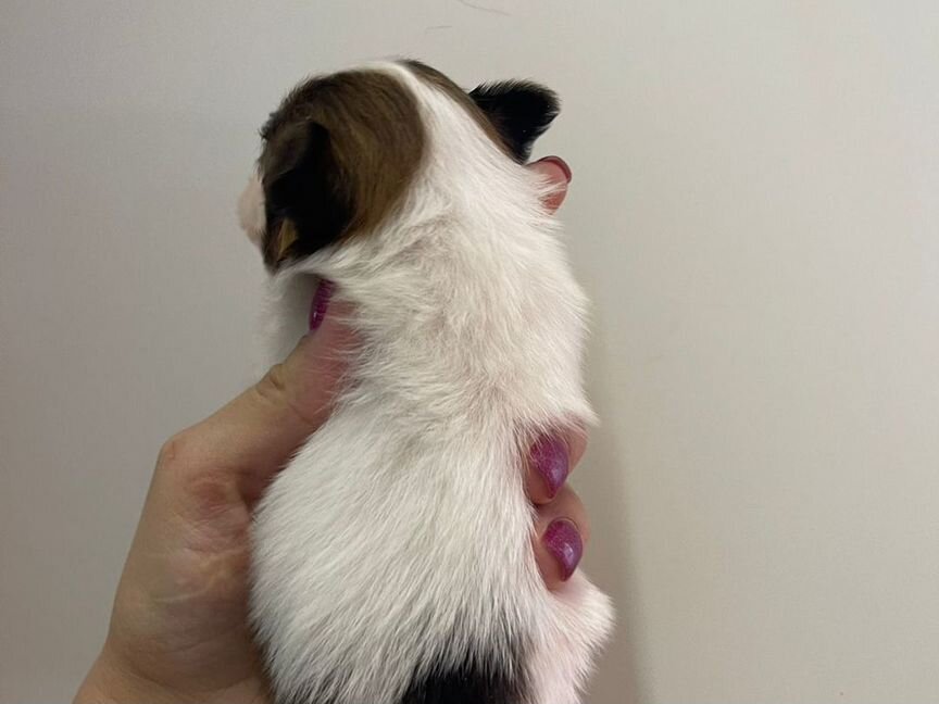 Девочки бел-соболь и триколор