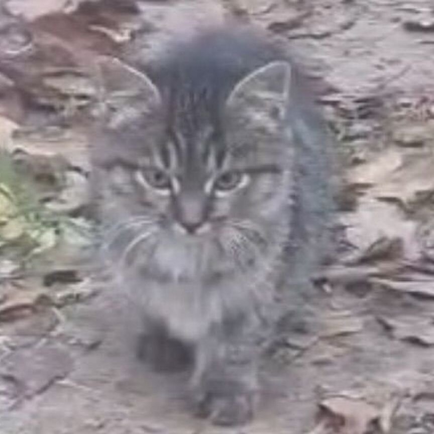 Спасти котенка, девочку, с пустой дачи