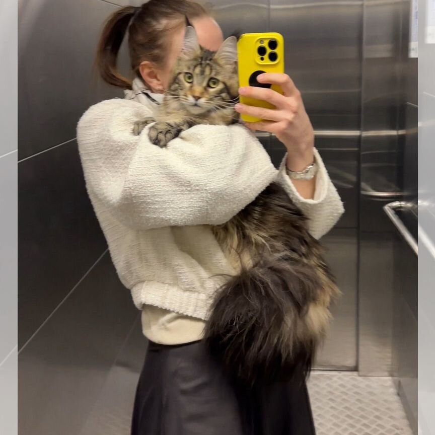 Мейн-кун, взрослая кошка