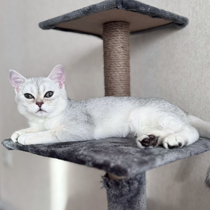 Шотландский прямоухий короткошёрстный котёнок