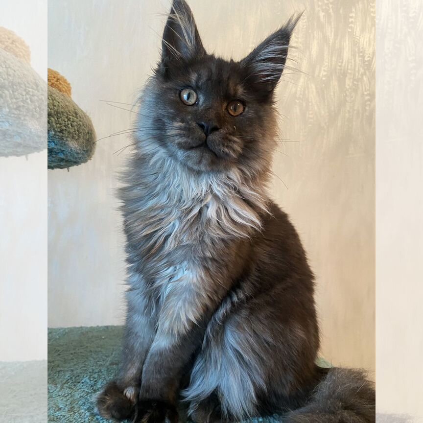 Мейн-кун кошечка черный дым 5 мес