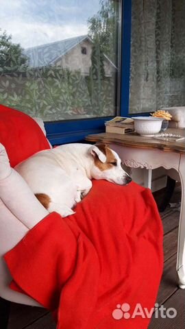 Ищем невесту