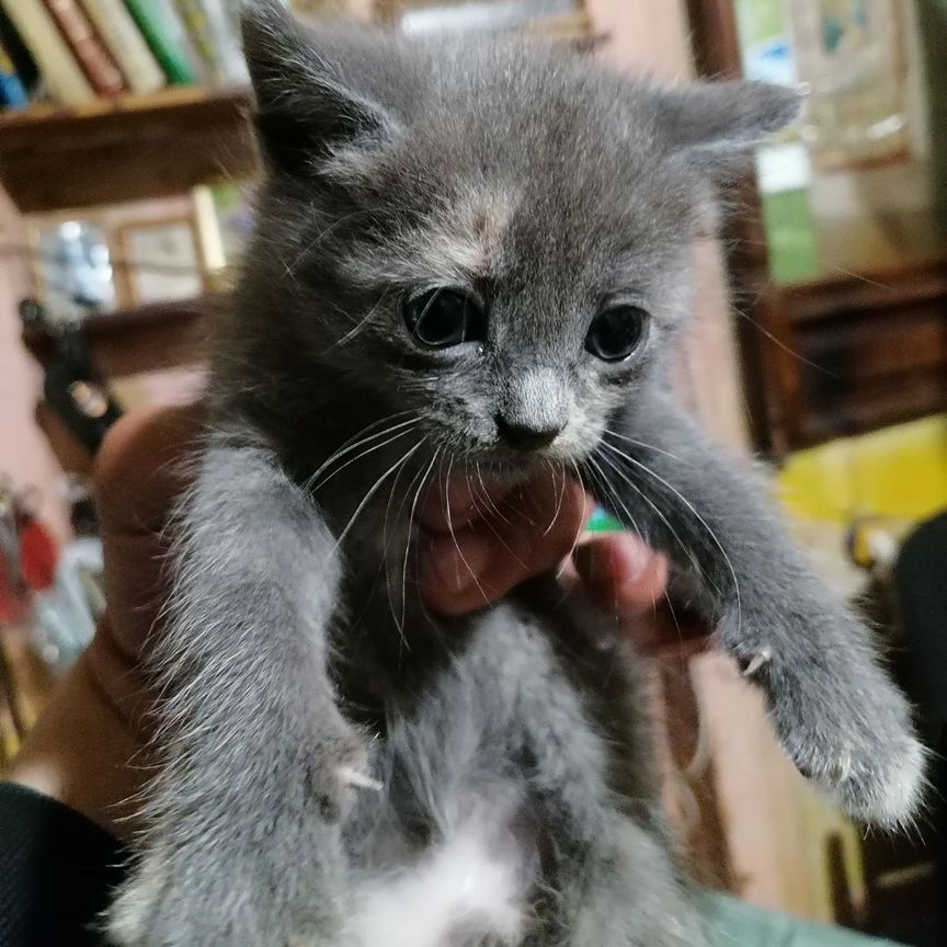 Сиамский котёнок