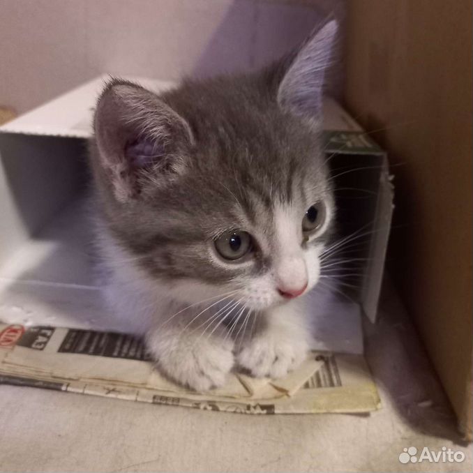 Котенок очаровашка уже в городе