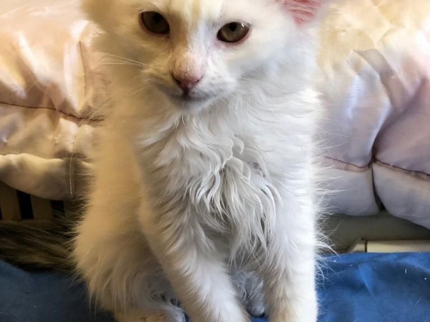 Котик бесплатно из приюта