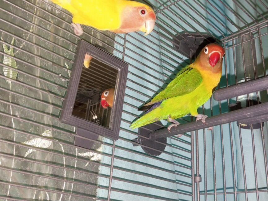 Попугай неразлучники с клеткой