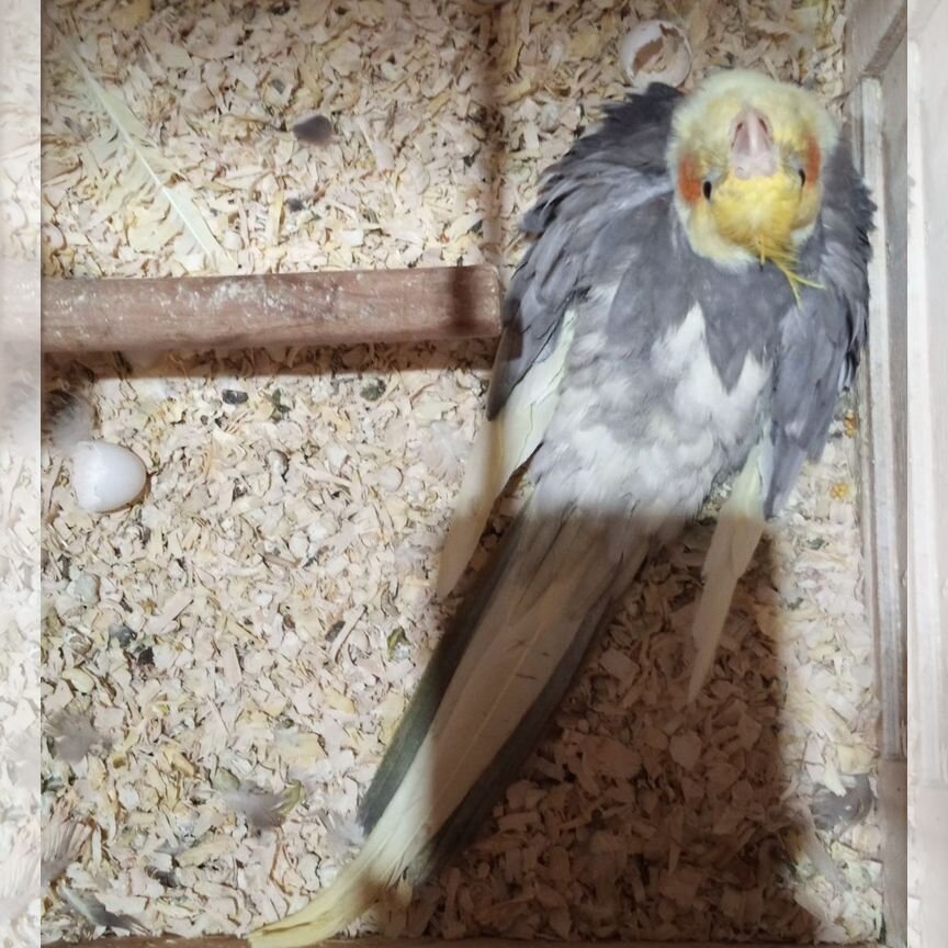 Попугай корелла птенец ручной