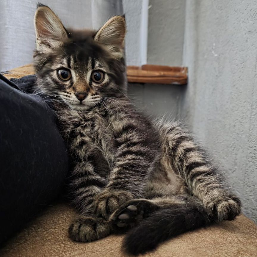 Сибирский котёнок