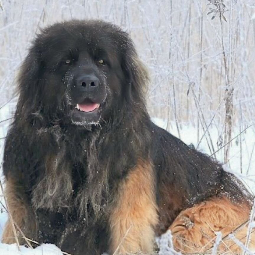 Щенки леонбергеров